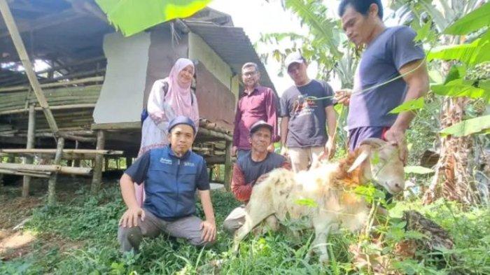 Kunjungi Lumbung Ternak Binaan BMH di Sukajaya, Kabupaten Bogor, Ini ...