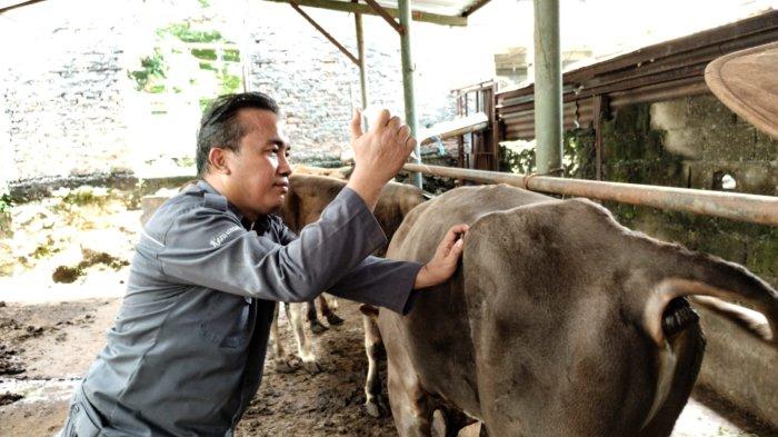 Sapi Ngamuk Bikin Warga Kocar-Kacir, Seruduk Motor Sampai Terjungkal di Cijantung Jaktim ...