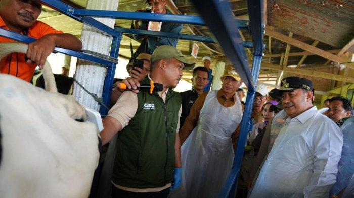 Melalui Inseminasi Buatan, Pj Gubernur Sulsel Target Enrekang Jadi Sentral Sapi Perah ...