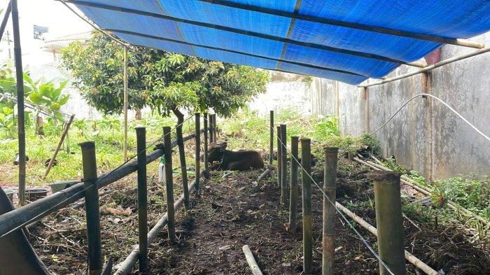 Ada Satu Sapi Meriang, Pedagang di Kemanggisan Jakbar Pastikan Sapi ...