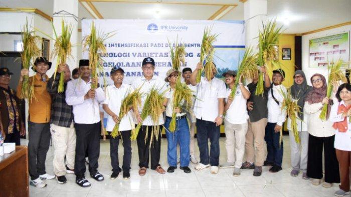 Tingkatkan Ketahanan Pangan, IPB Kembangkan Padi Varietas IPB 9G di ...