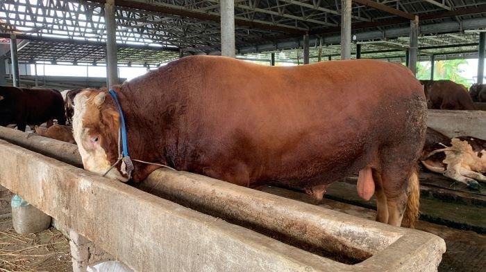 Jokowi Sebar 68 Ekor Sapi Kurban, Paling Banyak Diberikan Untuk IKN ...