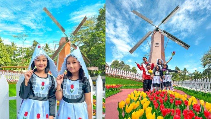 Bunga Tulip Belanda Dan Kincir Angin