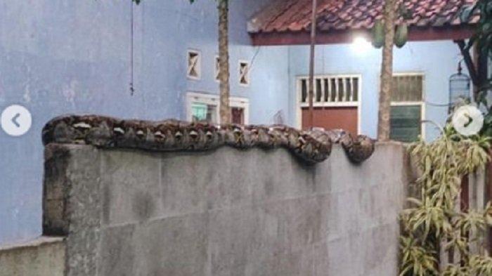 Ular Sanca Raksasa Sepanjang 4,5 Meter Ditemukan di Pagar Rumah Warga ...