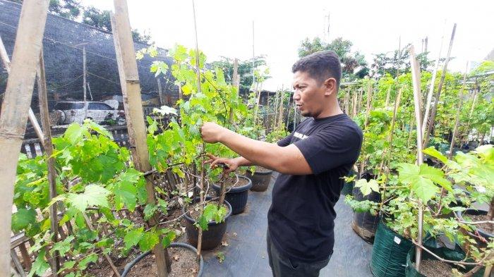 Berawal dari Hobi, Andrew Sukses Budidaya Bibit Anggur Beromset Puluhan ...