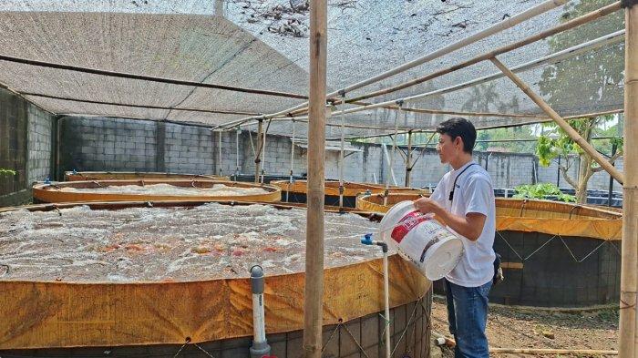 Mengenal Budidaya Ikan Nila Metode Bioflok, Cocok buat Lahan Sempit dan ...