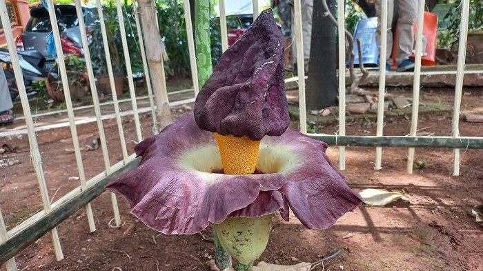 Bunga Bangkai Setinggi 40 Sentimeter yang Muncul di Perumahan Warga ...