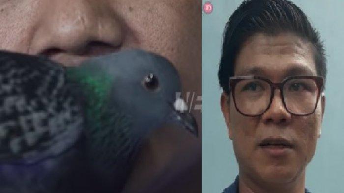 Ini Keunikan Burung Merpati Garong yang Ditawarkan ke Andika Babang ...