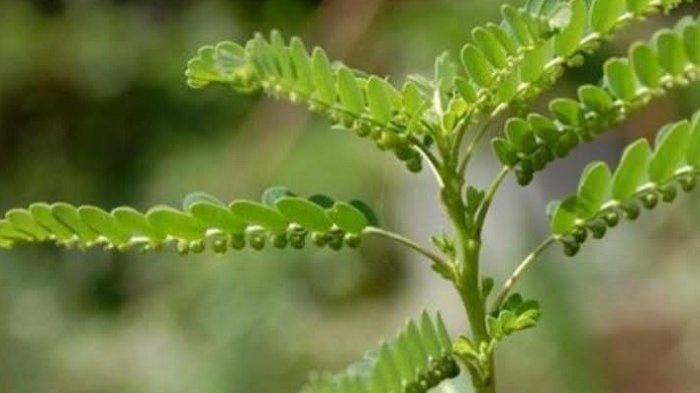 Tetap Jaga Daya Tahan Tubuh dengan Herbal Habbatussauda - Wartakotalive.com