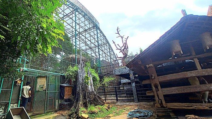 Penampakan Burung Merak Milik Irfan Hakim, Bulunya Mekar Saat Musim ...