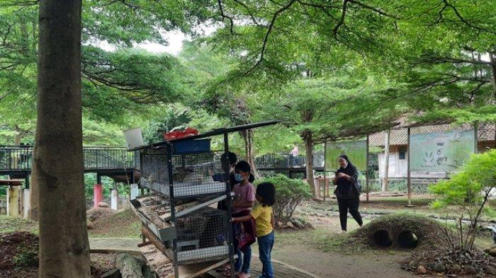 D'Kandang Amazing Farm, Mulai Ramai Dikunjungi Keluarga dan Anak ...