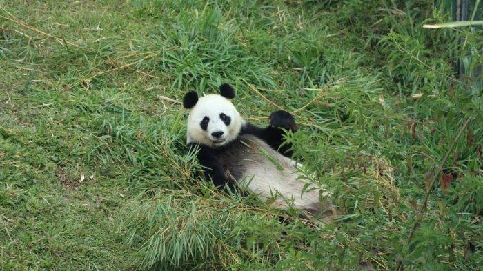 Taman Safari Indonesia Menggelar Lomba Puzzle Panda Raksasa yang ...