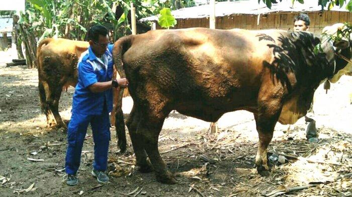 Bukan Hanya Manusia, Sapi Wagyu Pun Bisa Dibuahkan dengan Proses Bayi ...