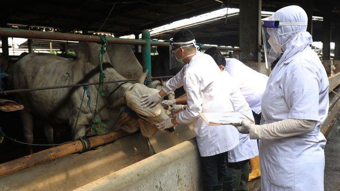Sapi Mati Sudah Dikubur Digali Warga Untuk Dikonsumsi, 93 Orang Terkena Antraks, 3 Meninggal ...