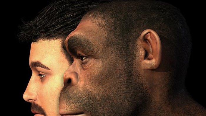 Manusia Purba Homo Erectus Terakhir Ditemukan Hidup 110000 Tahun yang ...