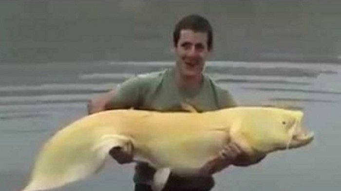 Ikan Tapah Kuning Raksasa Terdampar di Sungai Ogan Lubuk Rambai ...