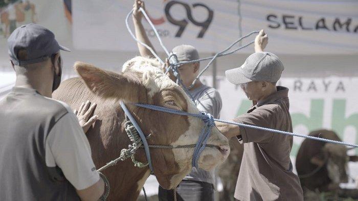 J99 Corp Salurkan 30 Ekor Lebih Hewan Kurban untuk Indonesia ...