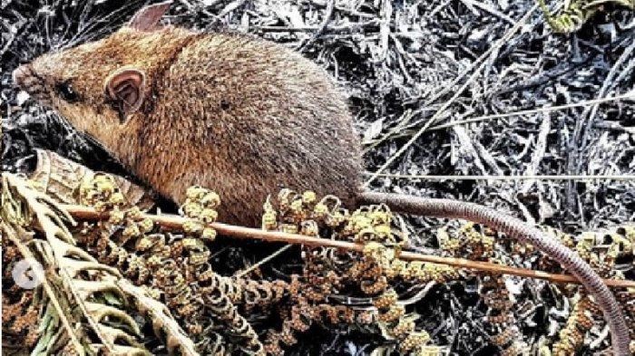 Taman Nasional Gunung Ciremai Temukan Tikus yang Belum Dapat ...