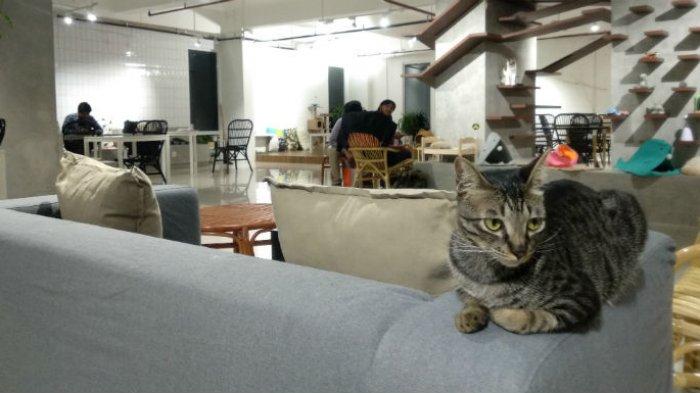 Makan, Ngopi, dan Bersantai Bareng Kucing di Calicoffice - Wartakotalive.com