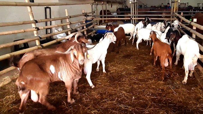 Haji Doni Tawarkan Kambing Boer untuk Hewan Kurban, Harga dan Kualitas ...