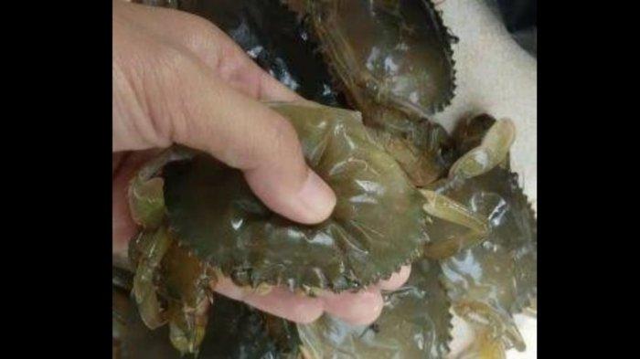 Kepiting Lemburi jadi Komoditas Unggulan, KKP Melalui BKIPM Luncurkan ...