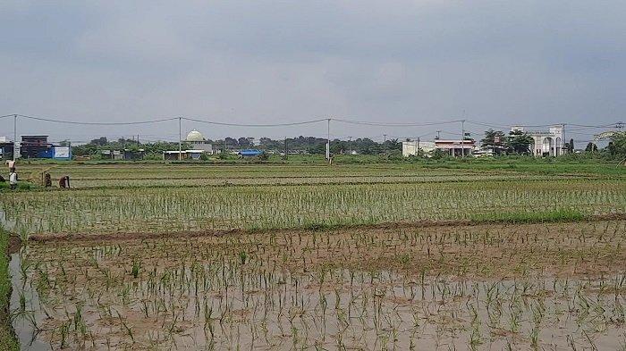 Berita Topik Peta Lahan Sawah Terbaru Hari Ini - Wartakotalive.com