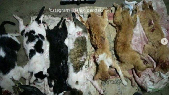FOTO Sadis! Seorang Pria Keji Tembaki Kucing dan Diunggah di Media ...