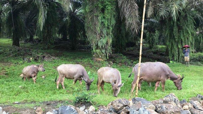 Politik Kumpul Kebo - Wartakotalive.com