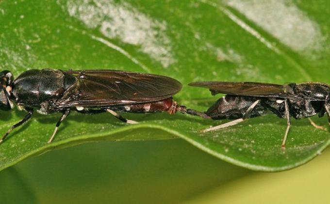 Tentara Lalat Hitam Bantu Olah Sampah di Lampung - Wartakotalive.com