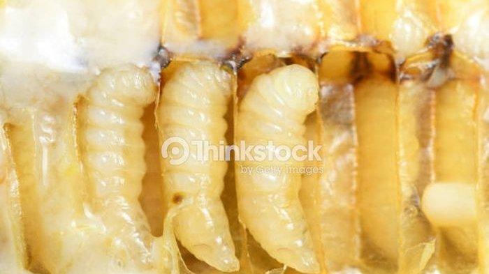 Potensi Bisnis Lalat Menggiurkan, Rendria Labde Membangun Start Up ...