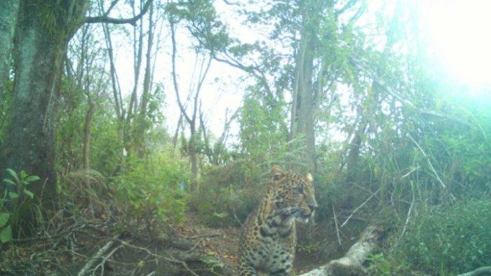 Pendaki Kabur Lihat Bayi Macan Tutul Jawa di Gunung Papandayan, Kamera ...