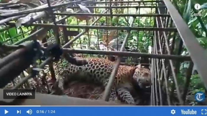 Macan Tutul Tua dan Sudah Ompong Pula Kena Perangkap Warga, Diduga ...