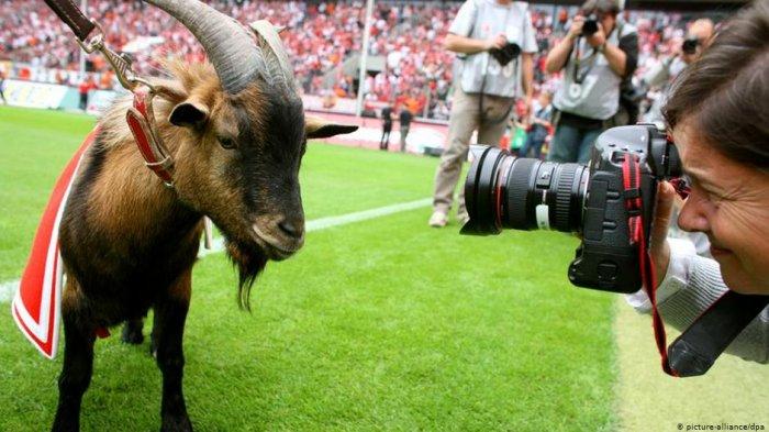 Kambing Maskot FC Koeln Dilarang Ada Stadion Saat Bundesliga Jerman ...