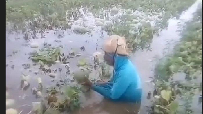 Isak Tangis Petani Melon Gagal Panen Karena Sawahnya Terendam Banjir - Wartakotalive.com