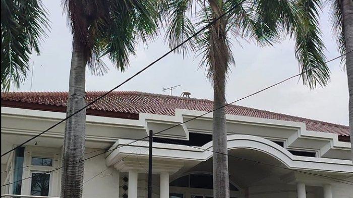 Masuk Perumahan Mewah di Ancol, Seekor Monyet Serang Penghuni Hingga ...