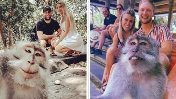 VIDEO Viral: Monyet Selfie Bersama Turis Asing di Monkey Forest Ubud ...