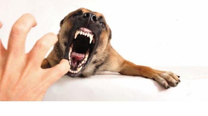 PRT Tewas Digigit Anjing, Begini Pertolongan Pertama Setelah Digigit ...