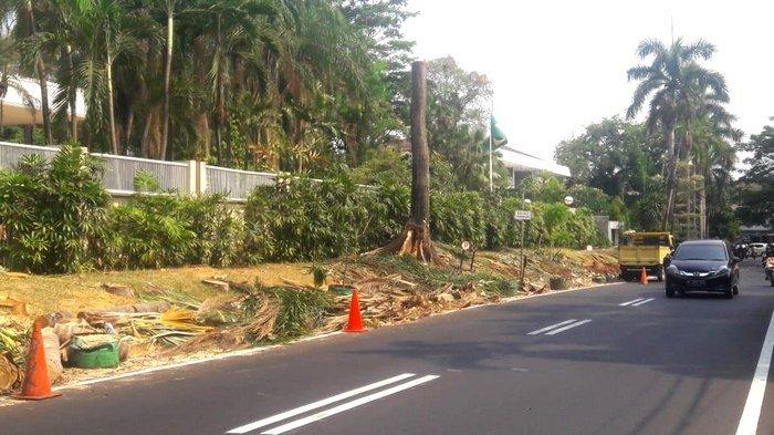 WARGA Kecewa, Puluhan Pohon di Jalan Simprug Golf 1 Ditebang Liar ...