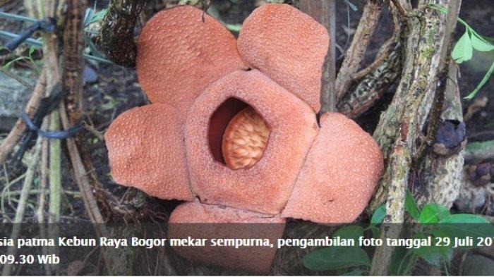 Bunga Rafflesia Kesepian, Kebun Raya Bogor Belum Pernah Bisa Kawinkan ...