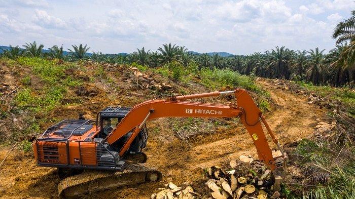 Ketua APPKSI Ungkap Dampak Buruk Kebijakan Pungutan Ekspor CPO Terhadap Petani Sawit ...