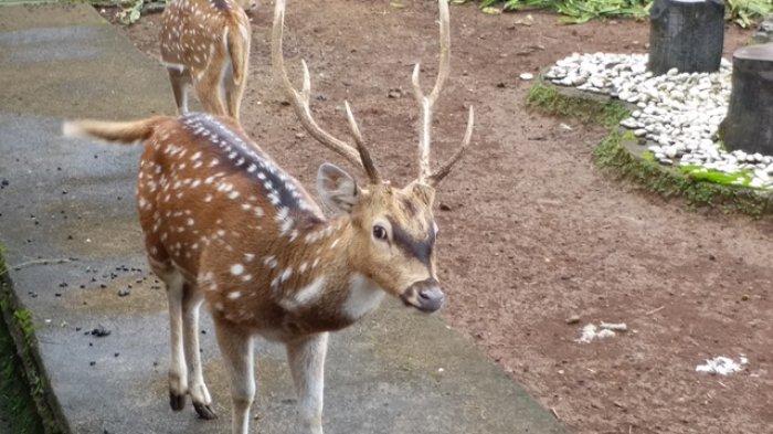 Gaya Hidup Raja-raja Mataram, Suka Berburu Rusa, Banteng dan Harimau ...