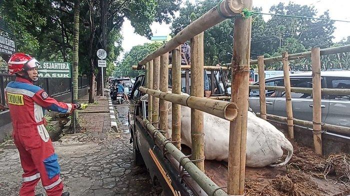 Sapi Kurban Lepas saat Mau Diserahkan ke Masjid di Cipayung Jaktim Minggu Pagi, Warga Panik ...