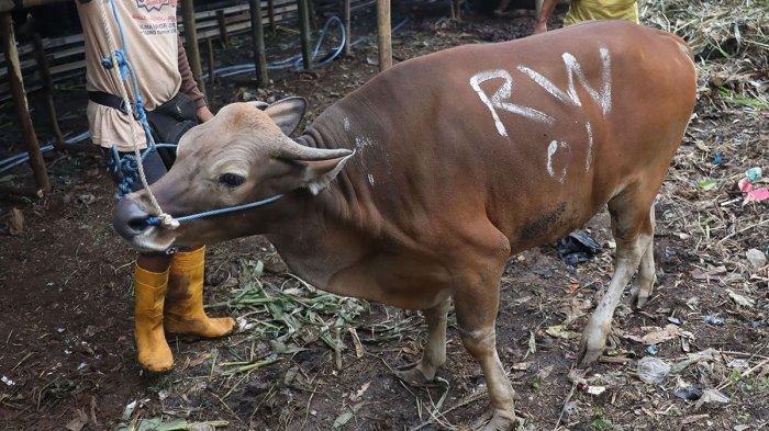 VIDEO : Ini Cara Mengenali Sapi Terkena Penyakit Mulut dan Kuku ...