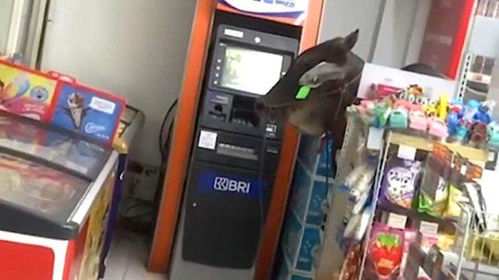 Sapi Sumbawa Lepas dari Kandang Masuk Minimarket di Depok ...