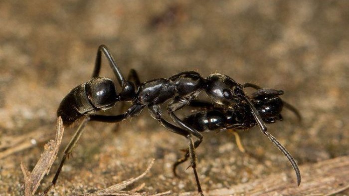 Semut Matabele, Hewan Pertama yang Punya Klinik Kesehatan ...