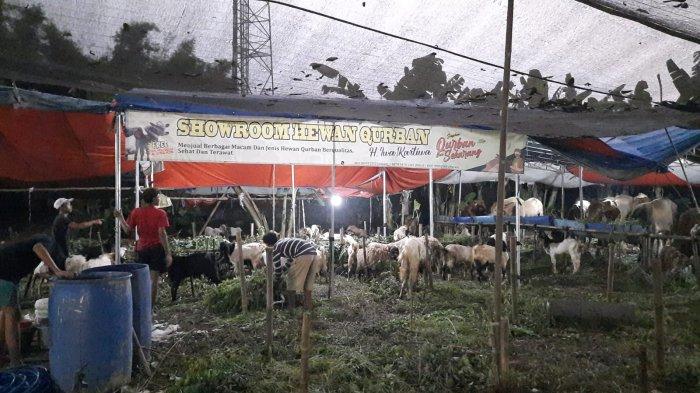 Lapak Hewan Kurban di Sawangan Depok Tawarkan Konsep Showroom, Ini Keunggulannya - Wartakotalive.com