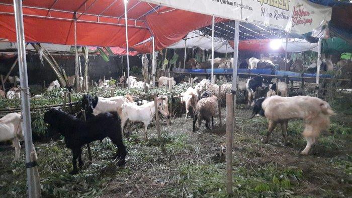 Pedagang Hewan Kurban di Depok Keluhkan PMK, Penjualan Sapi Jadi Terhambat - Wartakotalive.com