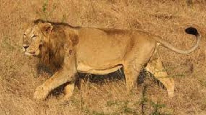 Empat Ekor Singa ini Kabur dari Taman Nasional - Wartakotalive.com