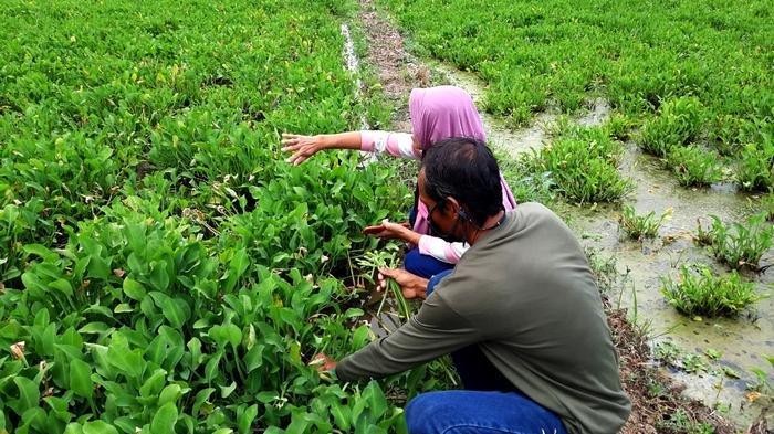 Tertarik Menanam Genjer? Simak Tips Berikut Ini dan Cara Mengolahnya ...