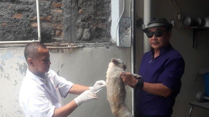 Kenali Tanda Hewan Rabies dan Pencegahannya, Simak Faktanya ...